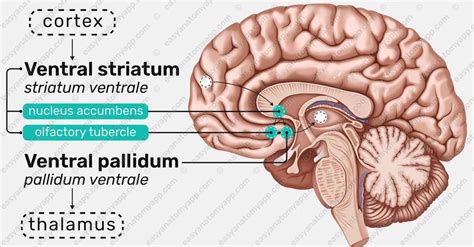 Limbic System Easy Anatomy 3d