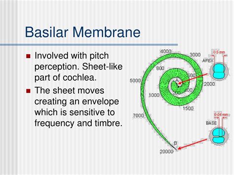Ppt Frequency Coding And Pitch Perception Powerpoint Presentation Free Download Id 1134859