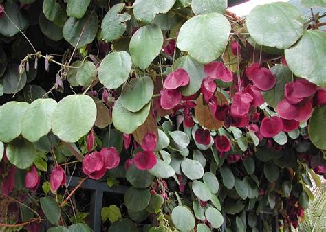 Variegated Passiflora Membranacea