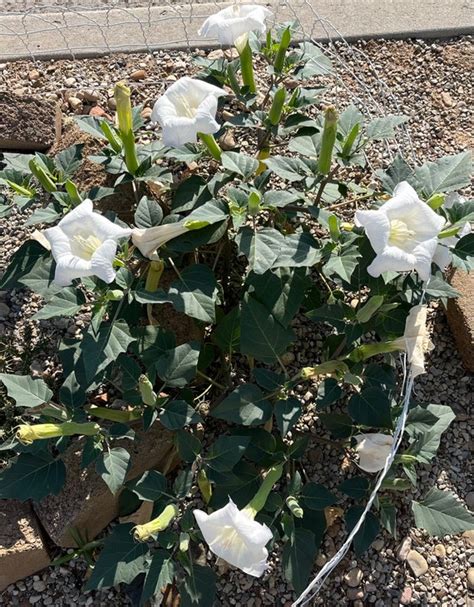 Datura Wrightii Flower