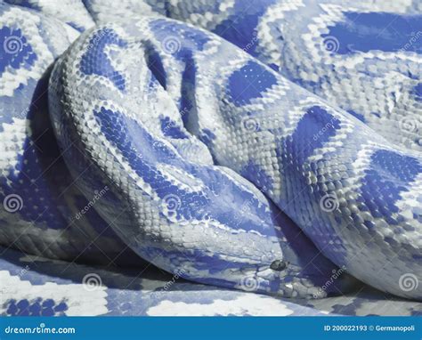 Blue Snake Python