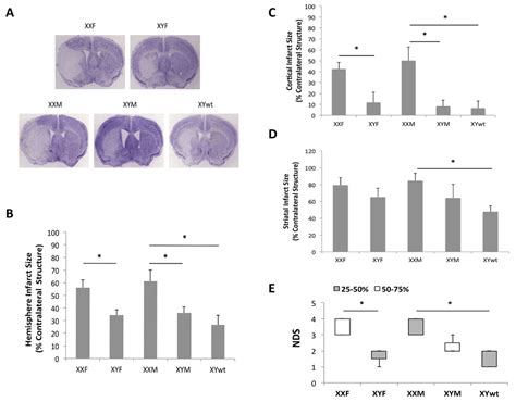 Stroke Sensitivity In The Aged Sex Chromosome Complement Vs Gonadal