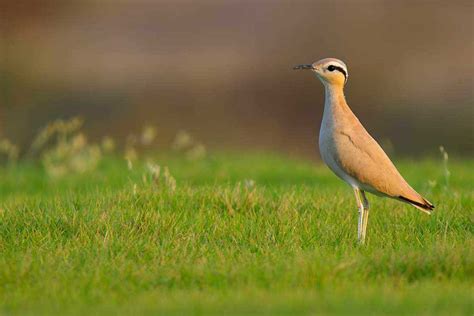 Umer Farooq Insearch Pk