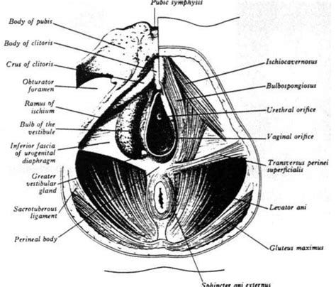 Fic 5 Diagram Shows View Of Female Perineal Anatomy