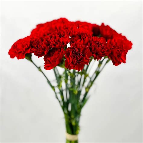 ¿cuál Es El Significado Del Clavel Rojo Persa Flores