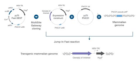 Mammalian Cellbased Protein Expression — Protein Expression Handbook