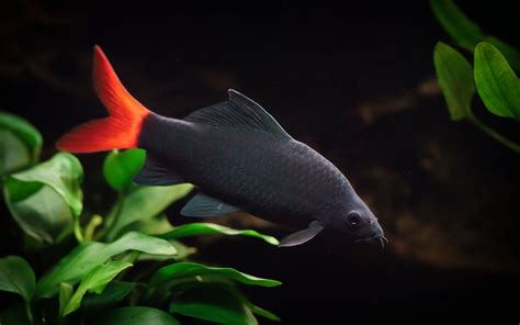 Red Tail Shark The Complete Care And Breeding Guide