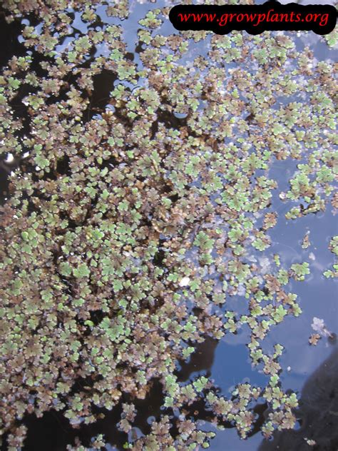 Azolla How To Grow And Care
