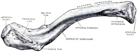 Clavicle Physiopedia