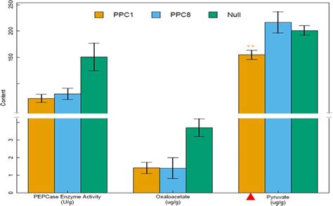 Pepcase Enzyme Activity Pyruvate And Oxaloacetate Content Were