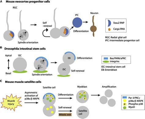 Asymmetric Stem Cell Division Precision For Robustness Cell Stem Cell