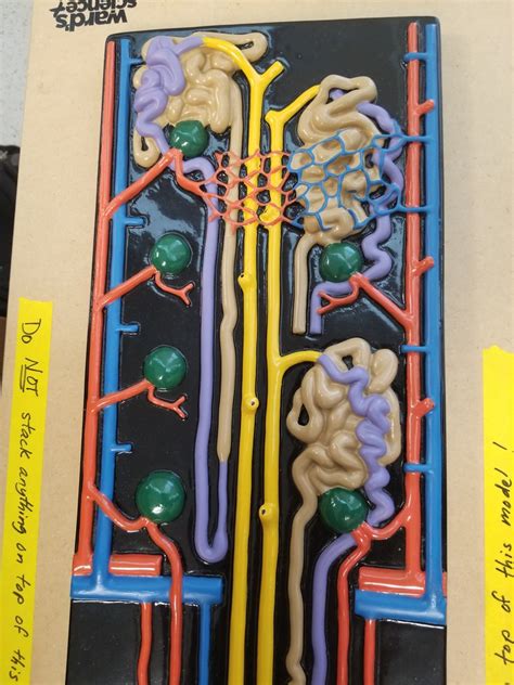 Nephron Structures Diagram Quizlet