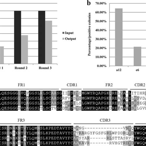 Construction Of Vhh Library A Pcr Amplification Of Vh Sequence B Pcr Download Scientific