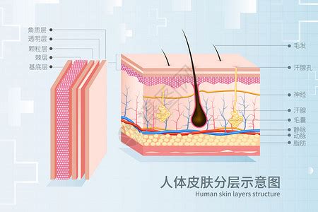 皮肤结构分层示意图插画图片下载 正版图片401789568 摄图网
