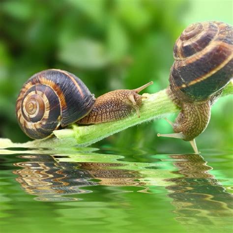 How Do Freshwater Snails Mate The Reproduction Process Of Freshwater
