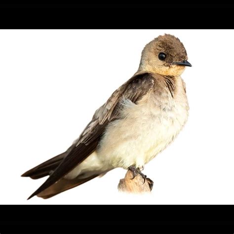 Southern Rough Winged Swallow Stelgidopteryx Ruficollis