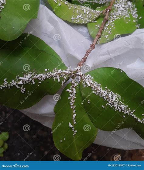 Acerola Plant Infested With Scale Insects Royalty Free Stock Image 283012288