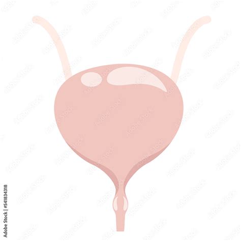 Female Bladder Vector Illustration Graphic Stock Vector Adobe Stock