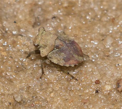 Tiny Hopping Insect Gelastocoris Oculatus Bugguidenet