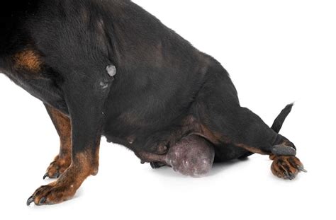 Premium Photo Rottweiler Tumor In Front Of White Background