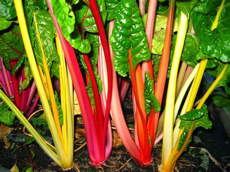 Download Colorful Swiss Chard Vegetable Plant Wallpaper