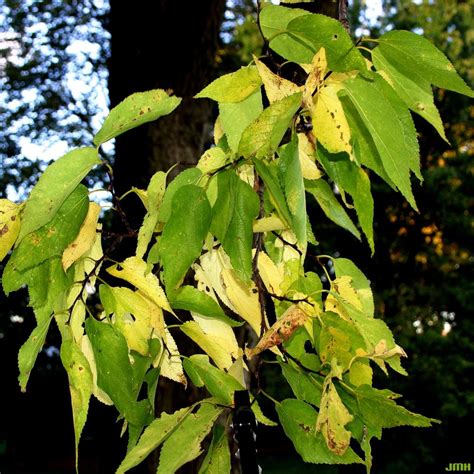Hackberry Tree East Texas At Timothy Votaw Blog