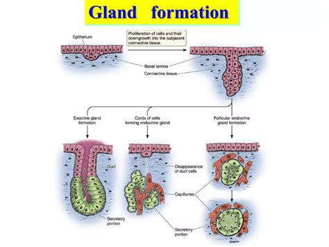 Glandular Tissue Pdf