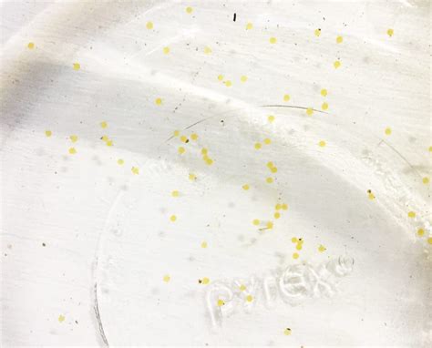 Fantail Goldfish Eggs Calico Fantail Goldfish Goodjoseph Live Fish