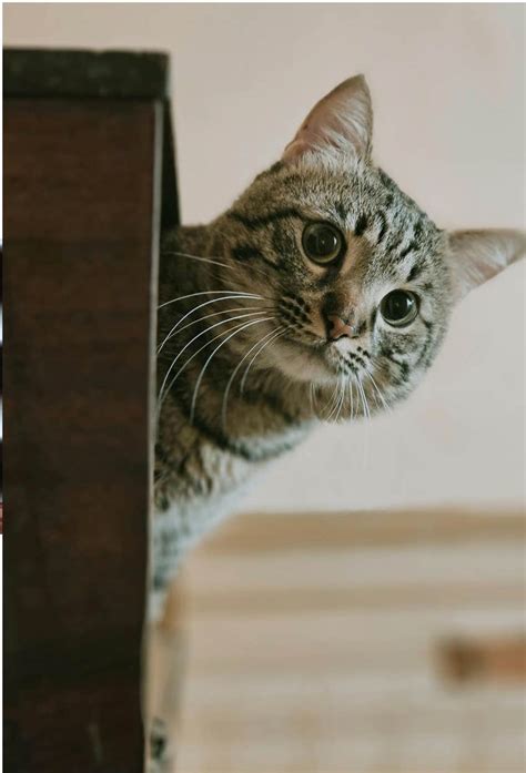 Pets Are Experts At Reading Emotions But Were Terrible At Reading