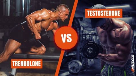 Trenbolone Vs Testosterone A Bodybuilders Comparison