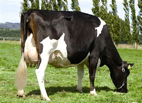 Holstein Friesian Cow Dairying And Dairy Products Te Ara