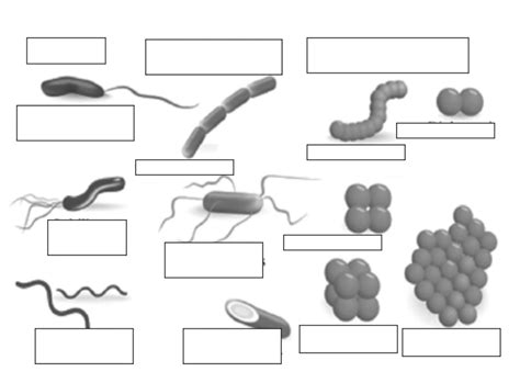 Biol 251 Lab 3 Study Guide 2 Structure And Classification Of Bacteria