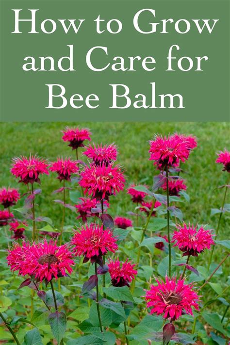 How To Grow And Care For Bee Balm Artofit