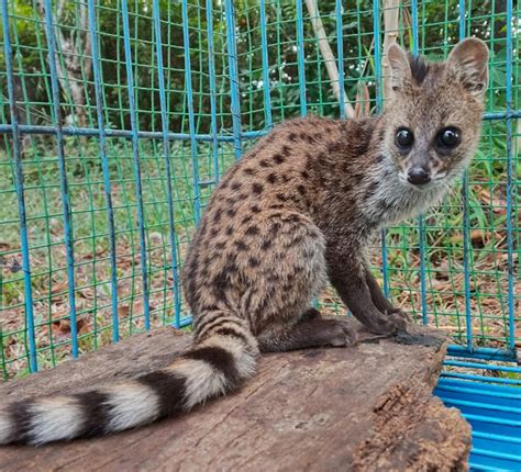 Rescued Small Indian Civet Set For Release Back Into The Wild In Pakke