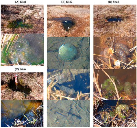 Microorganisms Special Issue Microbial Communities In Aquatic