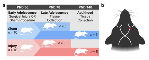 Experimental Schematics Experimental Timeline Of Surgical Injury Via