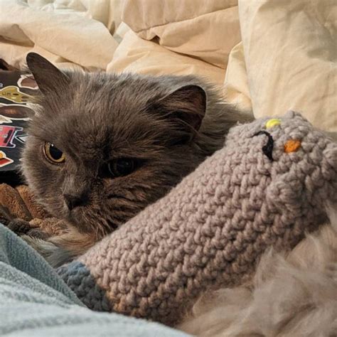 Long Cat Amigurumi Pattern Bundle Squishy Long Kitty Plushie Cat