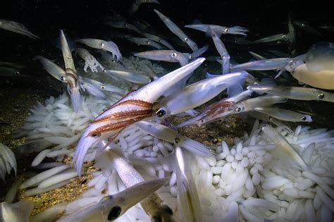 Diving Monterey Bays Squid Mating And Death Frenzy Scuba Diving