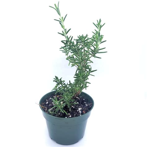 Rosemary Live Plant In 4 Pot Fragrant Outdoor Shrub