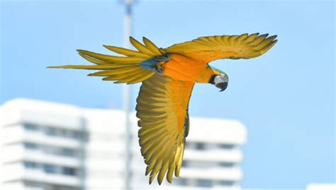 What To Do If Your Bird Flies Away 5 Tips To Find Lost Birds