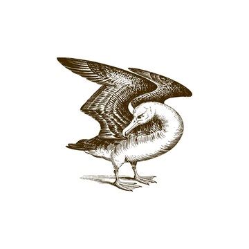 Vintage Engraving Woodcut Albatross Vector Illustration Art Design