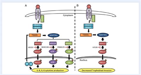 Proposed Mapk Pathways And Their Inhibitors Involved In Evt Dysfunction Download Scientific