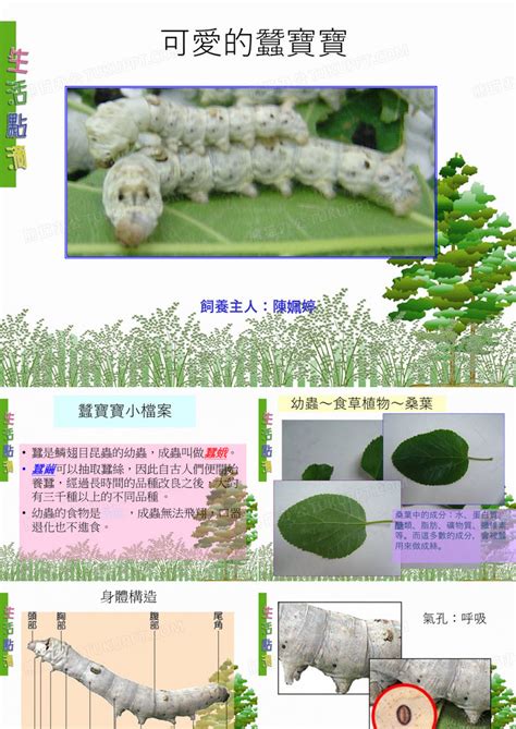 可爱的蚕宝宝ppt模板下载编号ljvgprnn熊猫办公