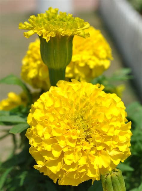 Gambar Bunga Tai Ayam 57 Koleksi Gambar