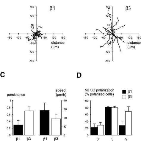 Model For The Control Of Cell Migration By Integrin Specific Regulation Download Scientific