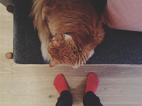 Premium Photo Low Section Of Cat