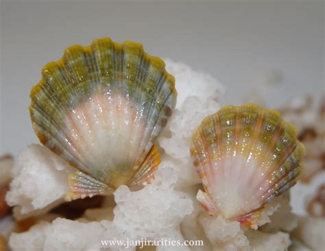 Moonrise Shells Langford S Pecten Seashells Photography Shells