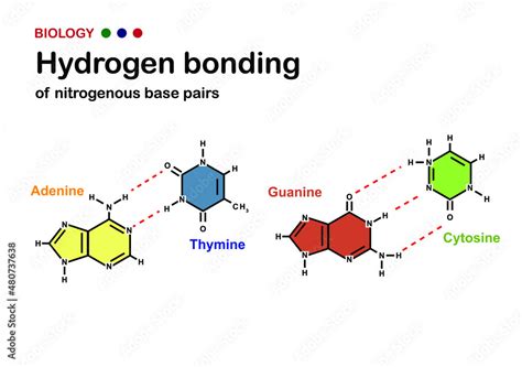 Nitrogenous Base Pairing