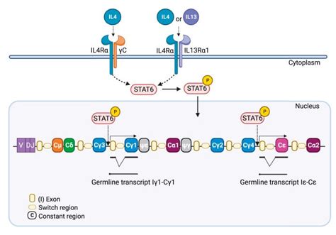 Comprehensive Overview Of Isotype Switching Genspark