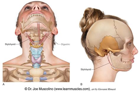 Filestyloid Process Of Temporal Bone Lateral Wikimedia 50 Off